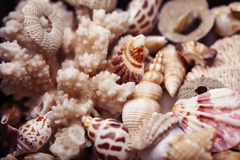 A Lot of Different Empty Sea Shells, Natural Background, Macro Details ...