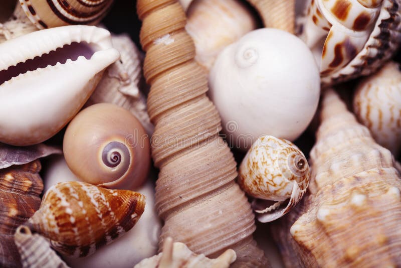 A Lot of Different Empty Sea Shells, Natural Background, Macro Details ...