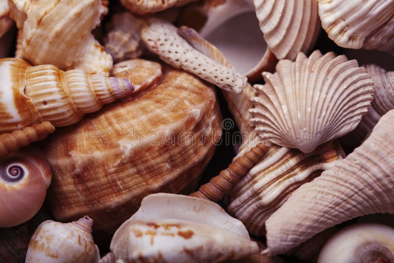 A Lot of Different Empty Sea Shells on Background, Macro Details Stock ...