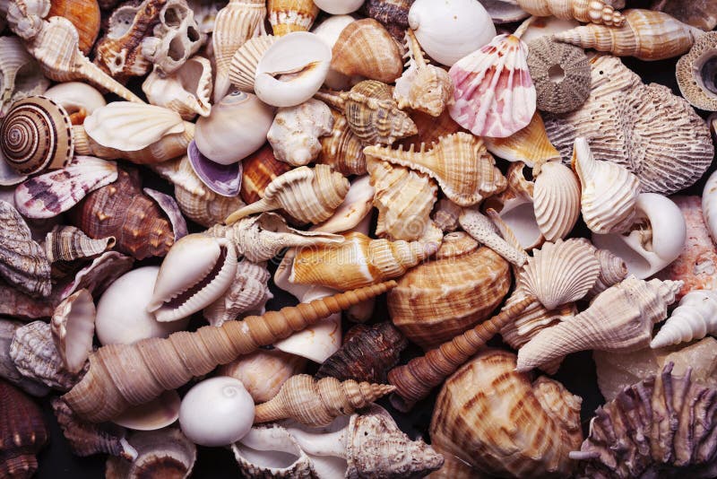 A Lot of Different Empty Sea Shells, Natural Background, Macro Details ...