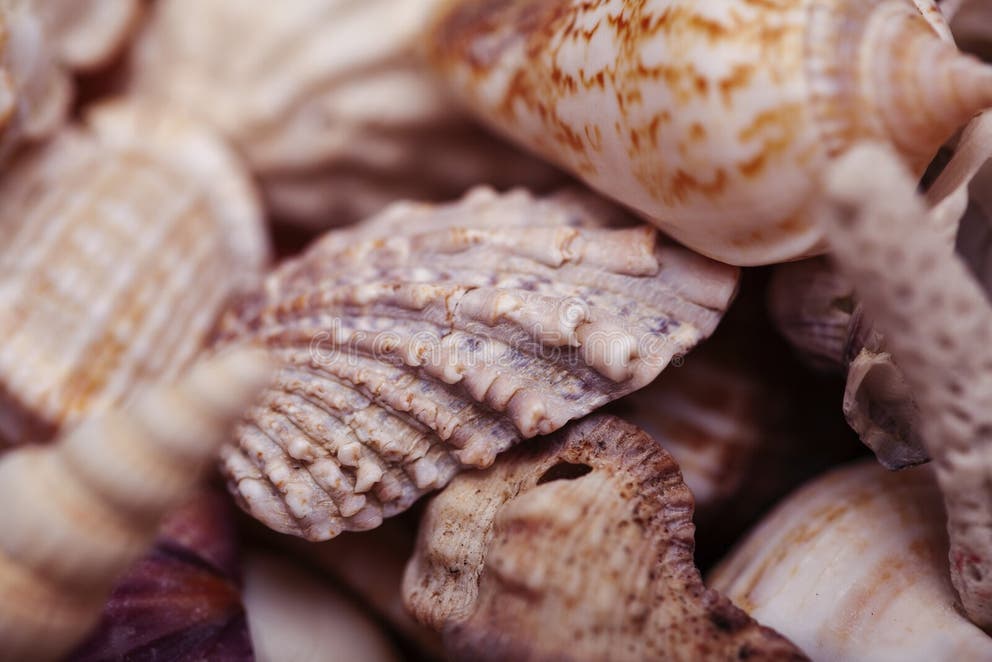 A Lot of Different Empty Sea Shells on Background, Macro Details Stock ...