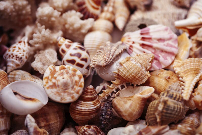 A Lot of Different Empty Sea Shells, Natural Background, Macro Details ...