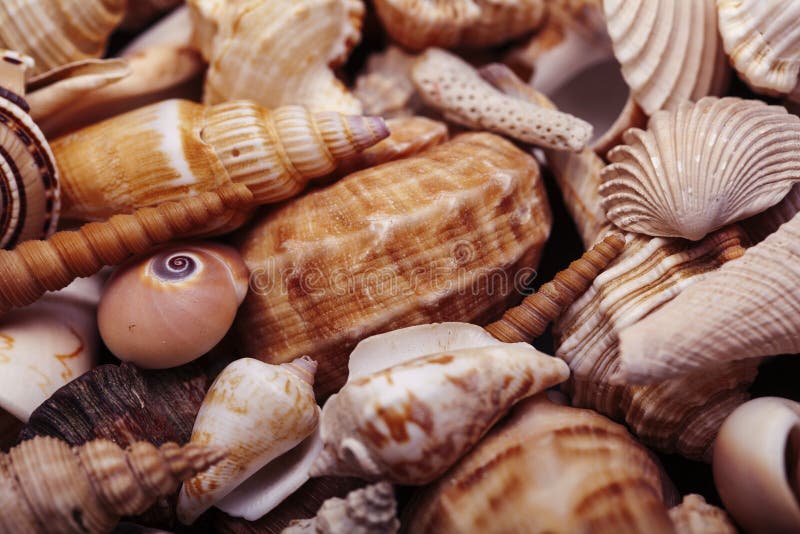 A Lot of Different Empty Sea Shells on Background, Macro Details Stock ...