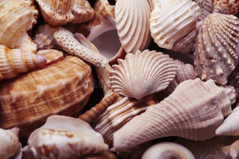 A Lot of Different Empty Sea Shells, Natural Background, Macro Details ...