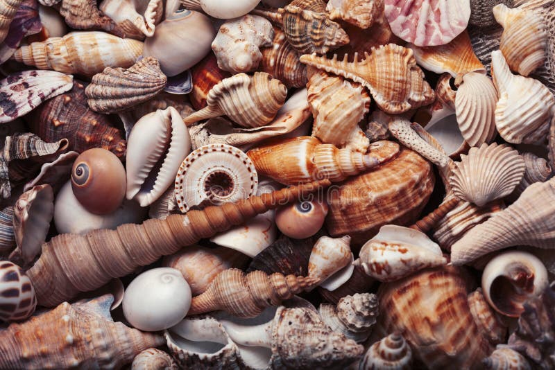 A Lot of Different Empty Sea Shells, Natural Background, Macro Details ...
