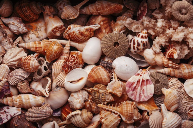 A Lot of Different Empty Sea Shells, Natural Background, Macro Details ...