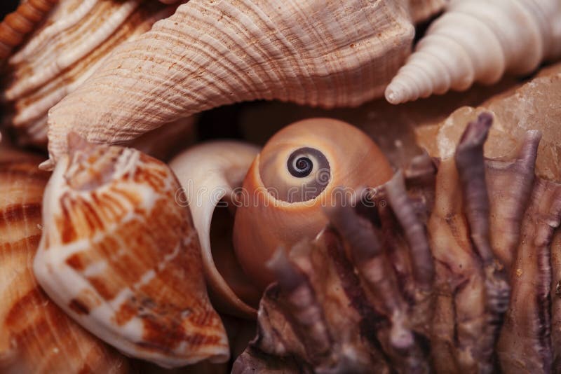 A Lot of Different Empty Sea Shells, Natural Background, Macro Details ...