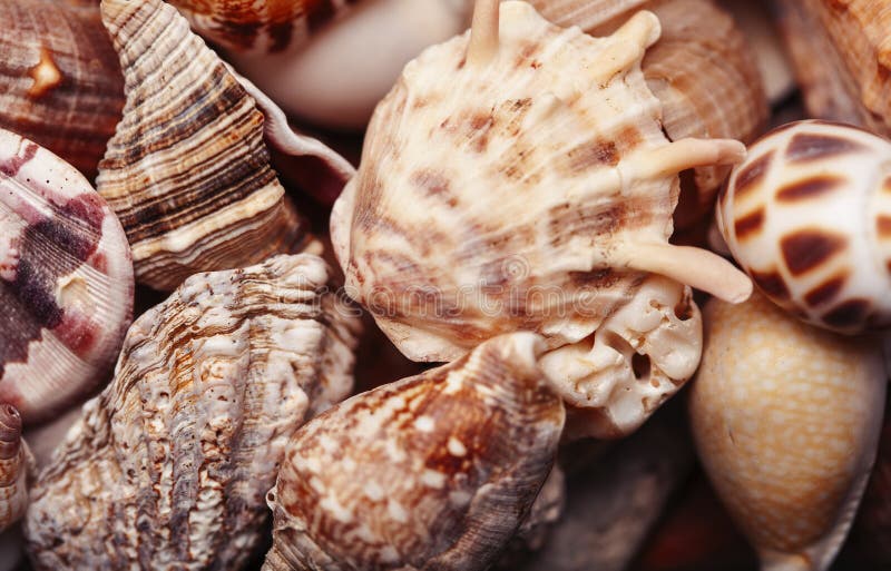 A Lot of Different Empty Sea Shells, Natural Background, Macro Details ...