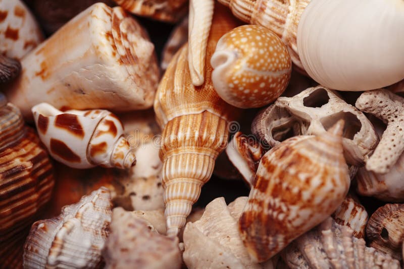 A Lot of Different Empty Sea Shells, Natural Background, Macro Details ...