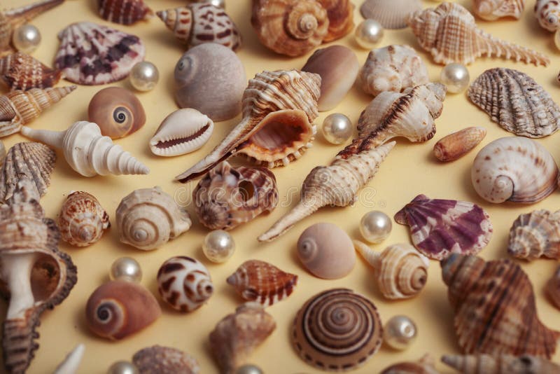 A Lot of Different Empty Sea Shells on Yellow Background, Macro Details ...