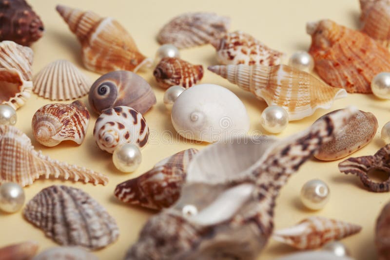 A Lot of Different Empty Sea Shells on Yellow Background, Macro Details ...