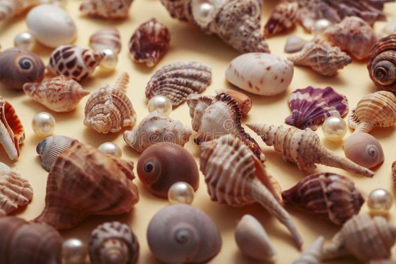 A Lot of Different Empty Sea Shells on Yellow Background, Macro Details ...