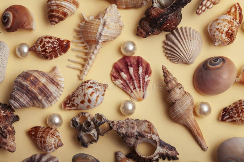 A Lot of Different Empty Sea Shells on Yellow Background, Macro Details ...