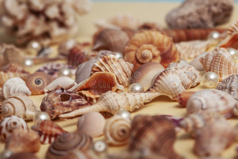A Lot of Different Empty Sea Shells on Yellow Background, Macro Details ...