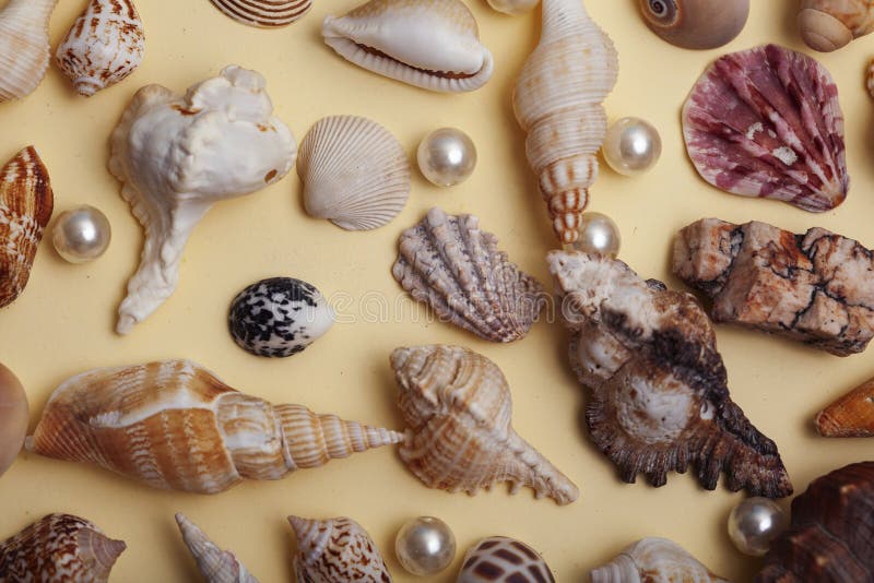 A Lot of Different Empty Sea Shells on Yellow Background, Macro Details ...