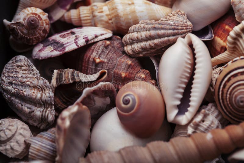 A Lot of Different Empty Sea Shells on Yellow Background, Macro Details ...