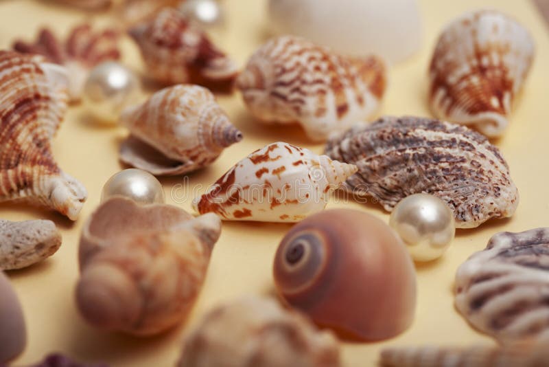 A Lot of Different Empty Sea Shells on Yellow Background, Macro Details ...