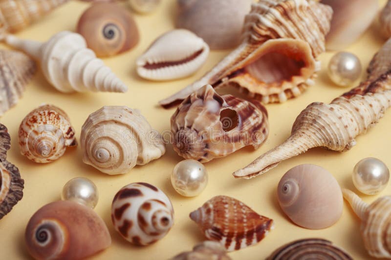 A Lot of Different Empty Sea Shells on Yellow Background, Macro Details ...
