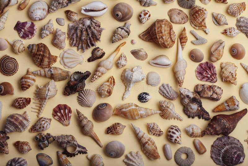 A Lot of Different Empty Sea Shells on Yellow Background, Macro Details ...