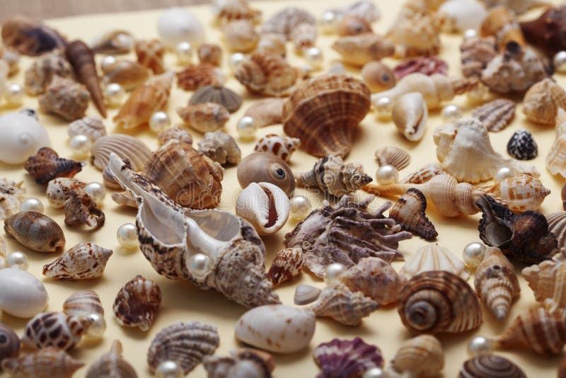A Lot of Different Empty Sea Shells on Yellow Background, Macro Details ...