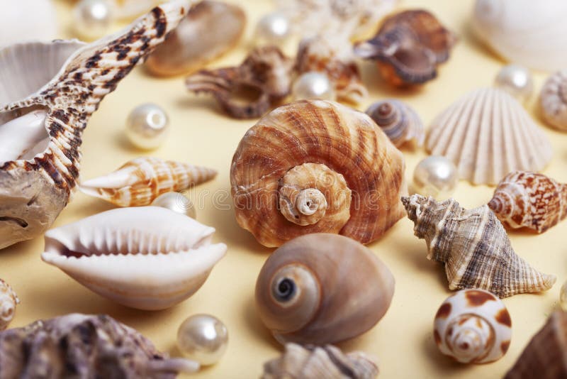A Lot of Different Empty Sea Shells on Yellow Background, Macro Details ...