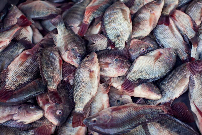 A Lot of Different Kind of Fish in Market Stock Photo - Image of fresh ...
