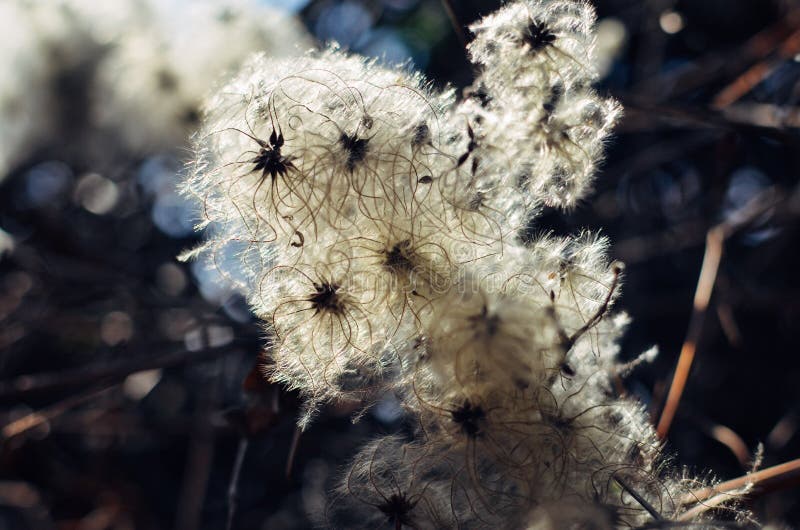 A Lot of Dry Fluff on the Tree Illuminated Stock Photo - Image of leaf ...