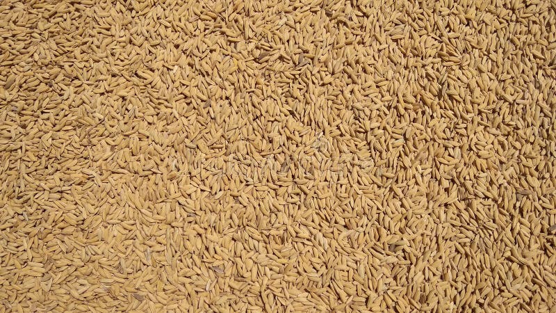 Drying paddy stock image. Image of farm, paddy, agriculture - 35364025