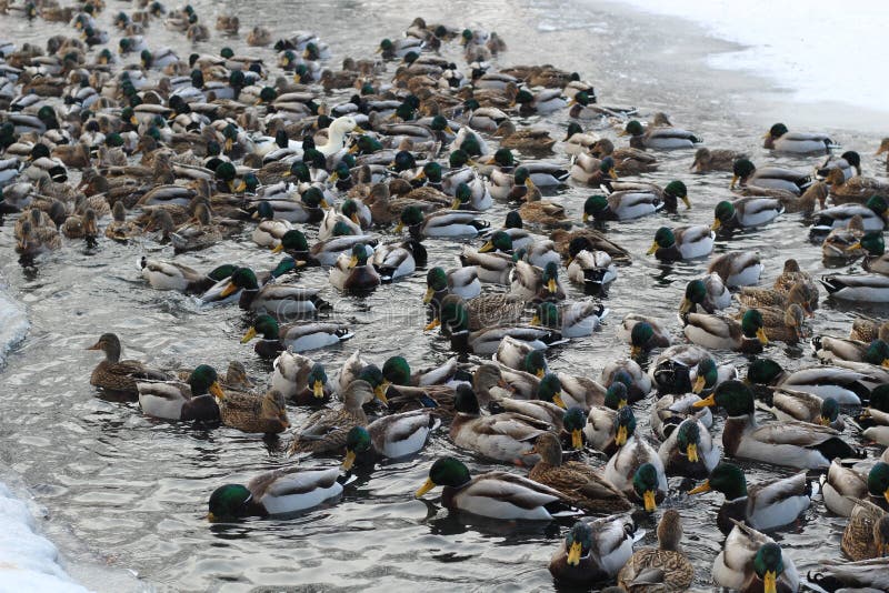 A Lot of Ducks Around the Lake in Search of Food Stock Image - Image of ...