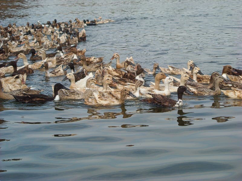 A Lot of Ducks on the River Stock Photo - Image of blue, autumn: 141667366