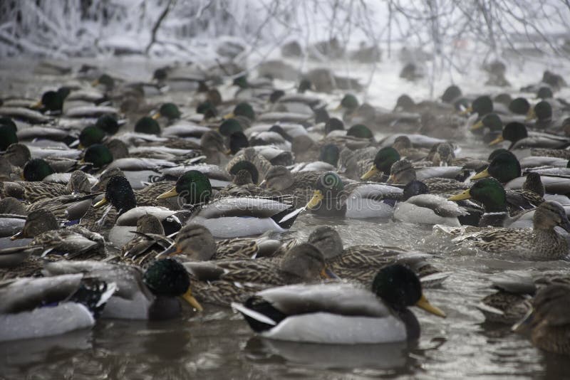 Lot of Ducks in Winter Pond Stock Image - Image of ornithology, outdoor ...