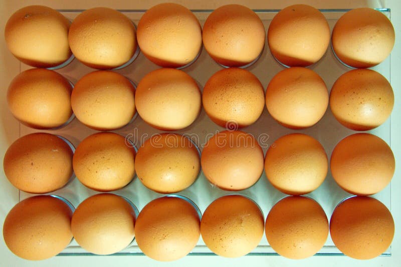 Lot of Eggs in a Row, Plan View Stock Image - Image of cooking, loads ...