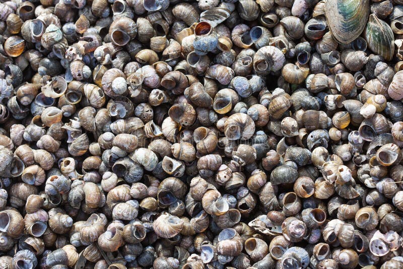 Lot of Empty Shells on the Sea Shore Stock Image - Image of summer ...