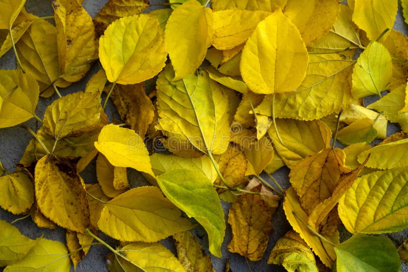 A Lot of Fallen Yellow Leaves. Stock Photo - Image of botanical, entire ...