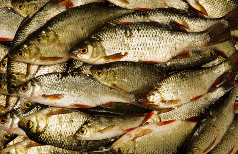 A lot of fish stock photo. Image of blue, golden, fishing - 10383568