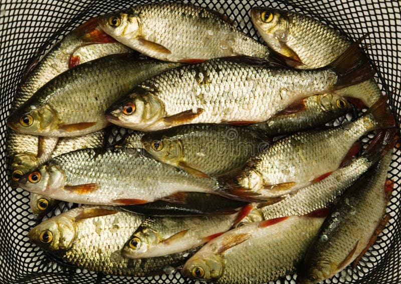 A lot of fish stock image. Image of kitchen, redfin, redeye - 10918697