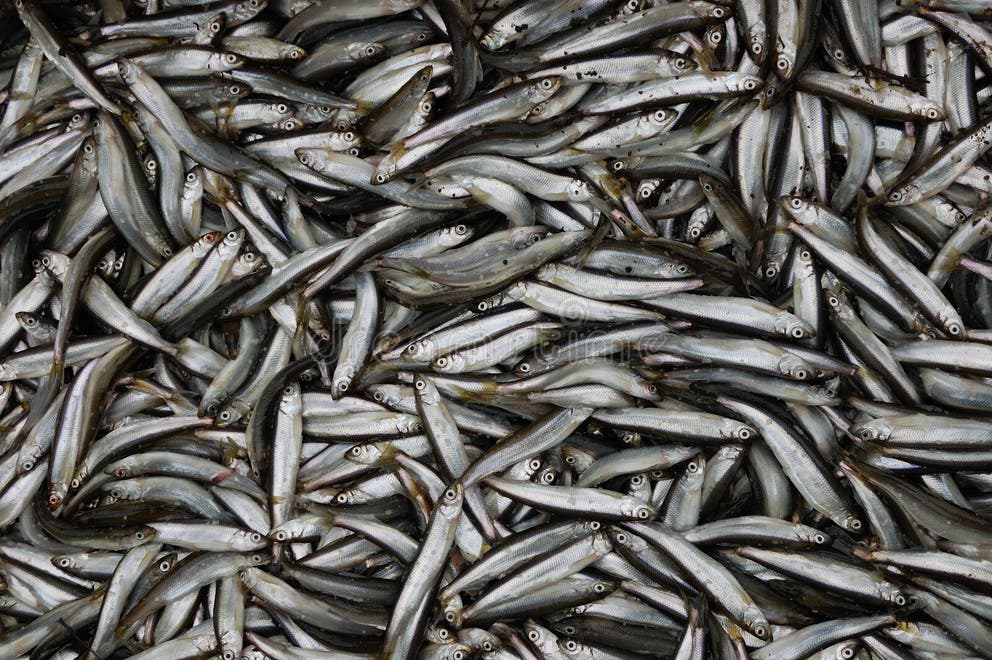 A lot of fish stock photo. Image of fish, grey, scales - 5853586