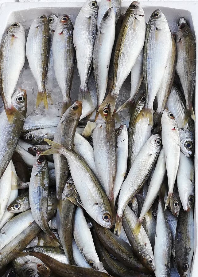 A Lot of Fish Bogue in an Ice Box for Sale Stock Photo - Image of ...
