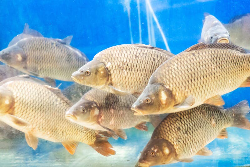 Lot of fish the carp stock photo. Image of sale, underwater - 177521262