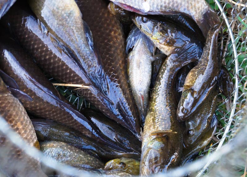 Lot of Fish Caught on Fishing in the Grid Stock Photo - Image of ...