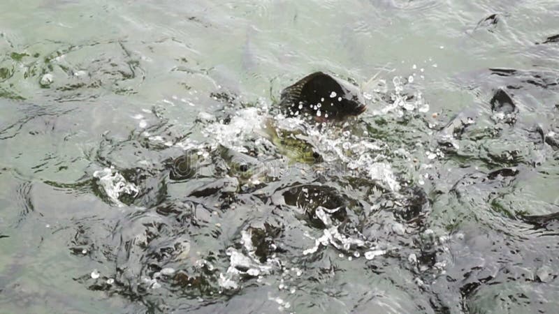 Sea Fish are Eating Food on the Roots of the Trees in the Water that ...