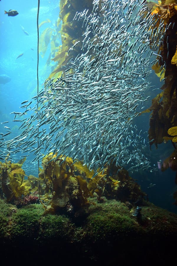 A lot of fish in the ocean stock image. Image of southern - 156741145