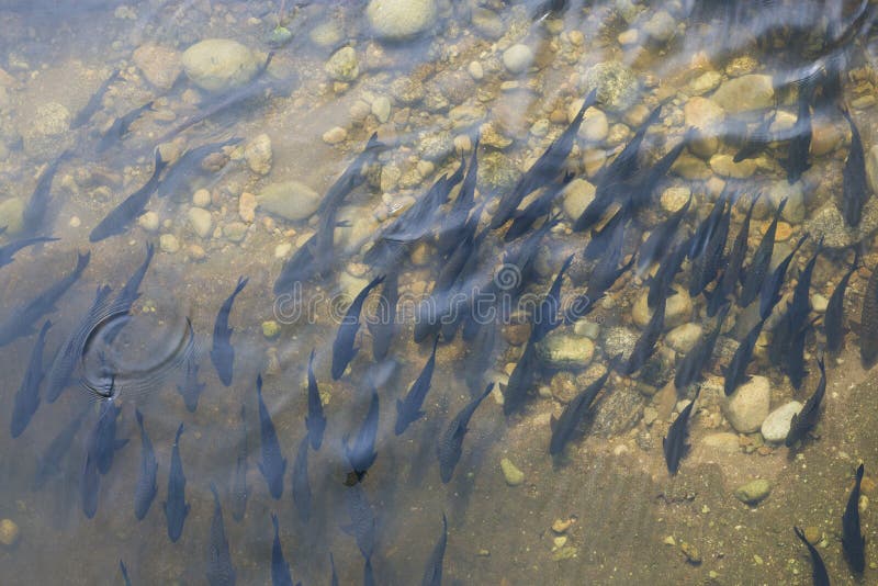 A lot of fish in the river stock image. Image of water - 75883761