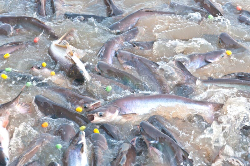 Lot of Fish on River Surface Stock Photo - Image of food, water: 26137788