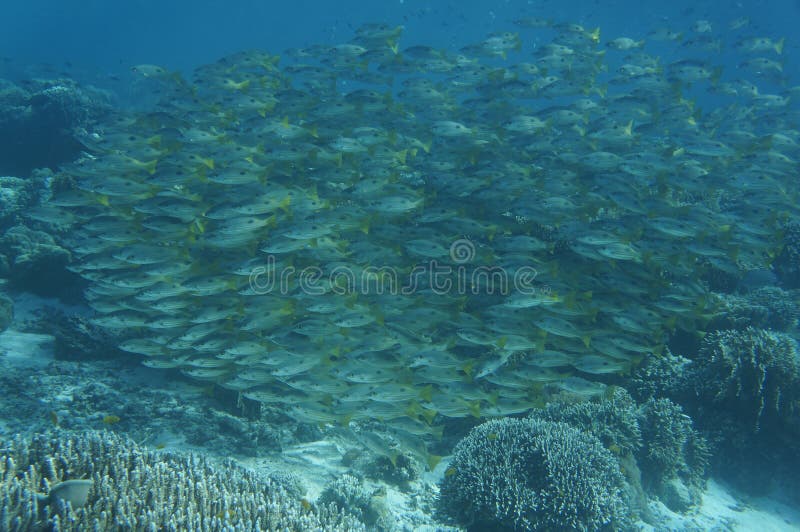 A lot of fish stock photo. Image of fishes, creature - 64261936