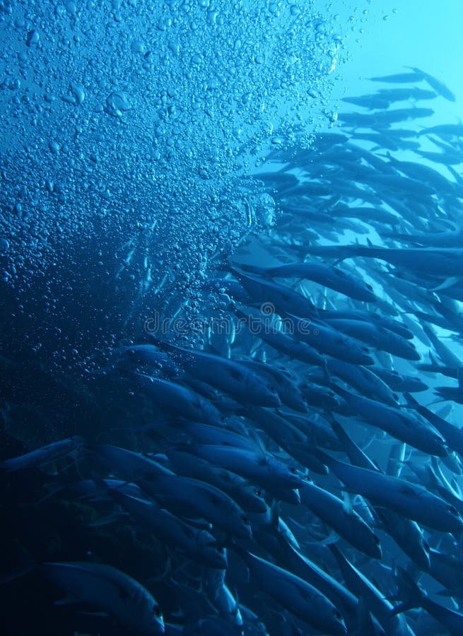 A Lot of Fish Escaping from the Bubbles Stock Image - Image of quiet ...