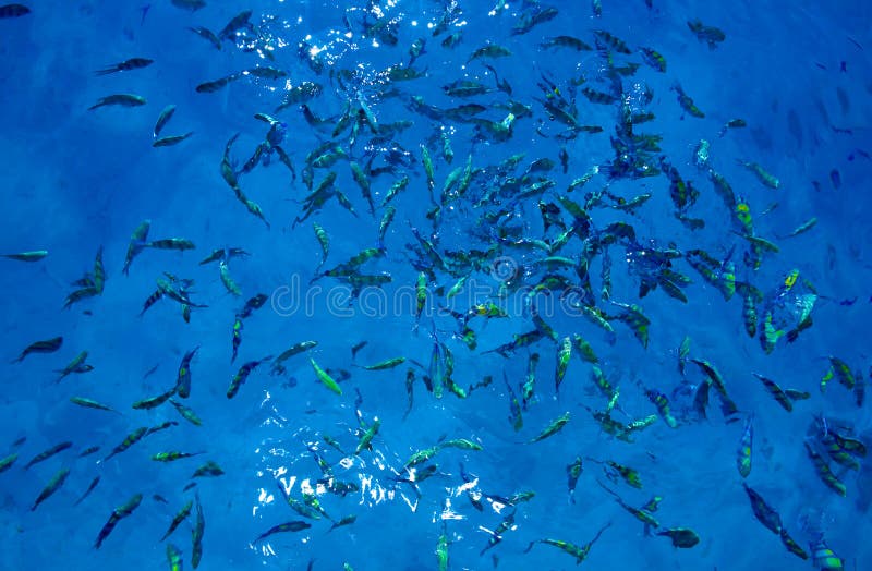 A Lot of Fish Swimming in the Sea Stock Photo - Image of aquatic, blue ...