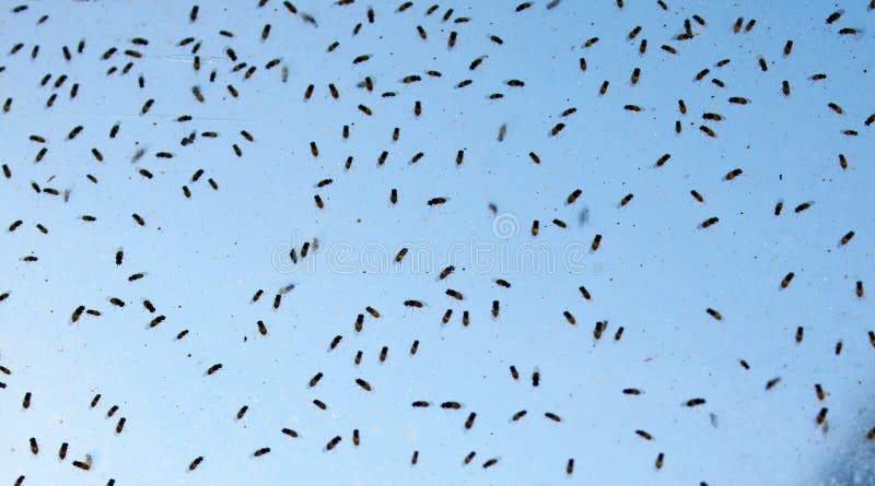 A lot of flies stock image. Image of house, dirty, summer - 25986149