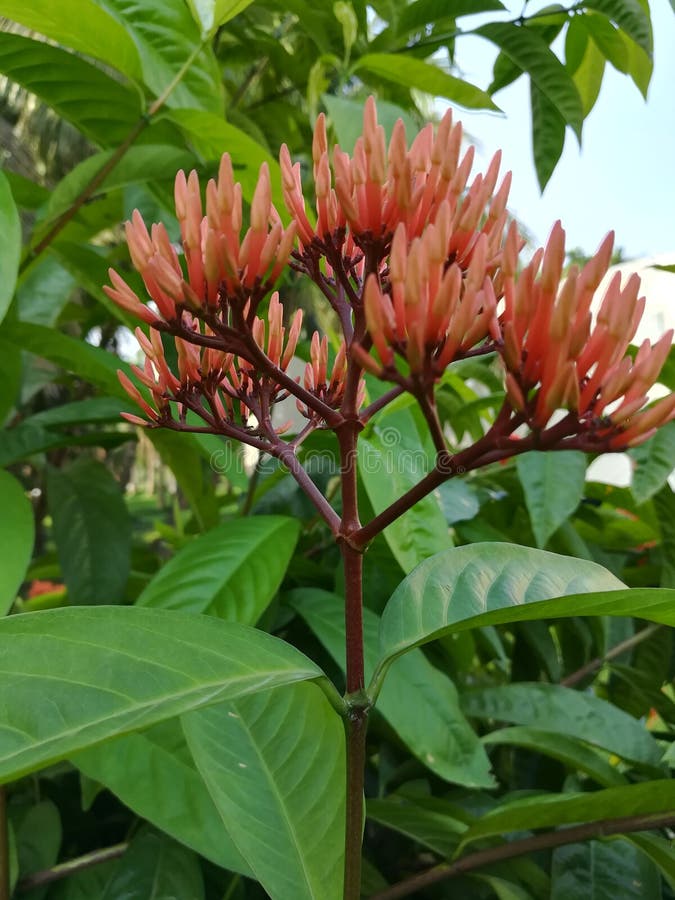 A lot of flower opening up stock photo. Image of opening - 223430490