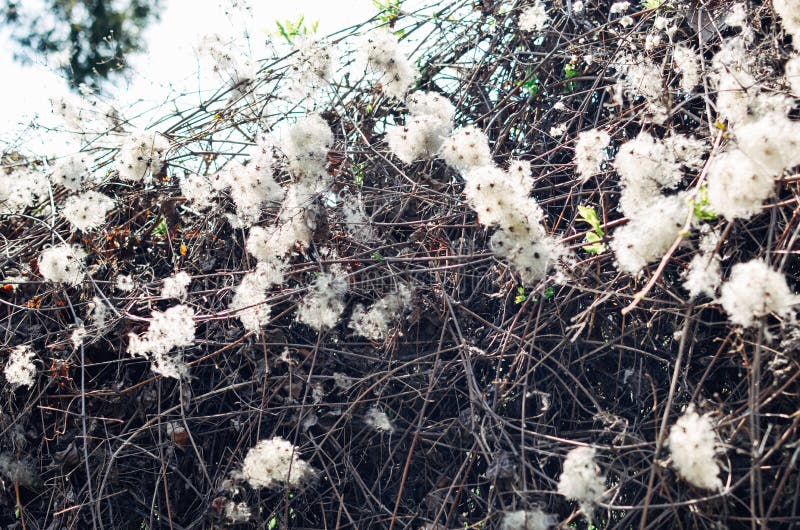 A Lot of Fluff on the Tree Illuminated by Sunlight Stock Image - Image ...